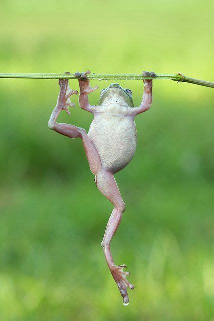 Dumpy Frogs Artofit