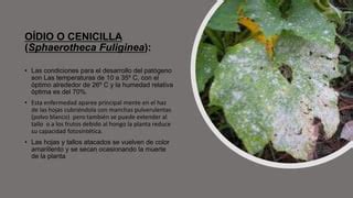 Presentacion Sobre Generalidades Del Calabacin Zapallito Italiano Pptx