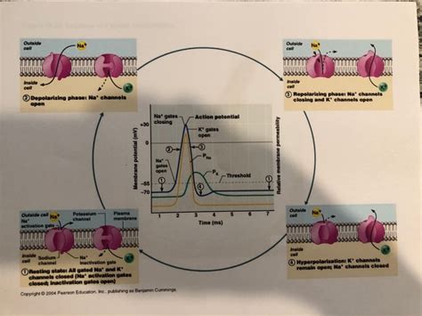 Membranous Labyrinth 1 Diagram Quizlet