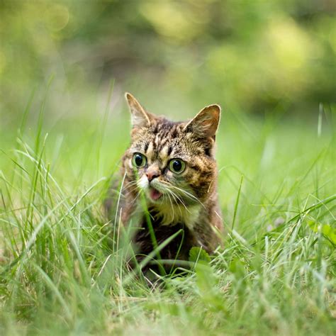 Lil Bub Desktop Background