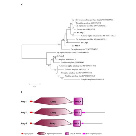 Evolutionary Analysis And Protein Domains Prediction Of Amylases A Download Scientific