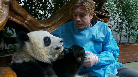Pandas Hugging Humans