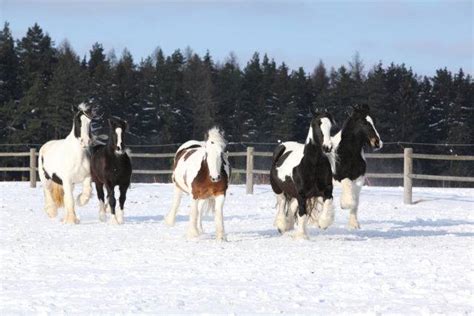 Tinker Koń Cob Irlandzki Koń O Srokatym Umaszczeniu