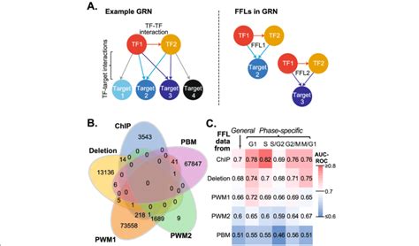 Ffl Definition And Model Performance A Example Gene Regulatory Network Download Scientific