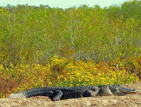 A Very Handsome American Alligator A Florida Gator Sunning Lakeside