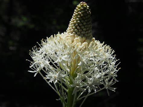 Bear Grass Archives Glacier Explorer