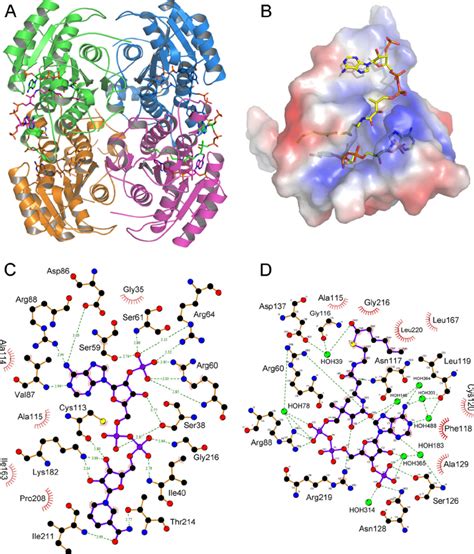 Cofactor And Substrate Binding Sites A Cartoon Representation Of The