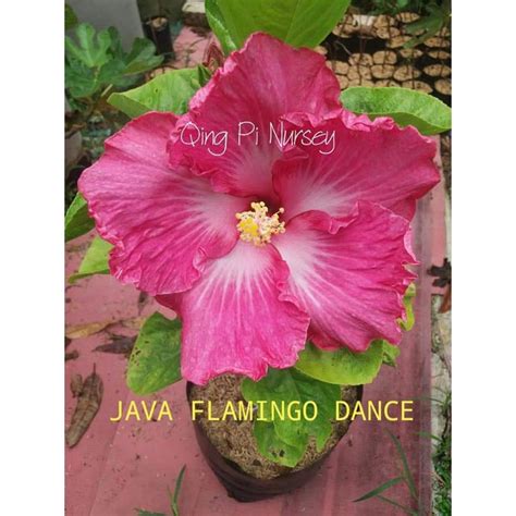 Jual Bunga Sepatu And Hibiscus Langka Terbaru Flamingo Dance Tanaman Hias