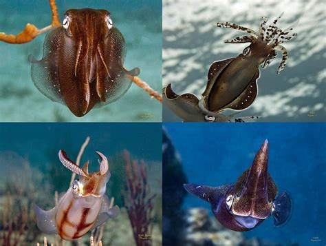 The Squids Are Here