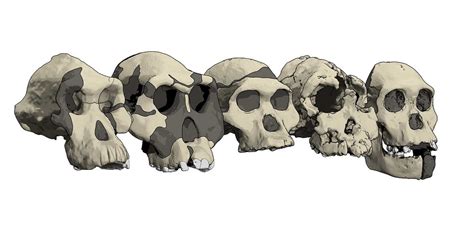 Guide To Australopithecus Species John Hawks