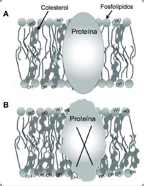 Colesterol Da Membrana Plasmatica La Célula 3 Membrana Celular