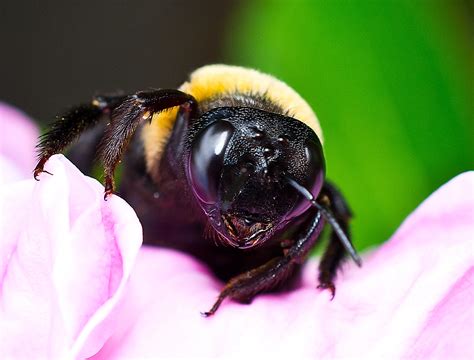 Carpenter Bees Pictures Carpenter Bees Defending Territories Large