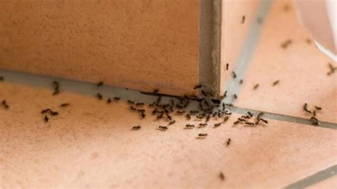 Source Ba Kako Se Riješiti Mrava Koji Vam Ulaze U Kuću