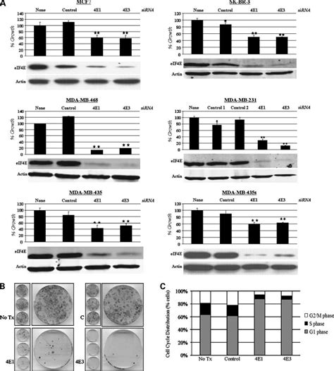 Effect Of Eif4e Knockdown On Cancer Cell Growth A Mcf7 Skbr 3
