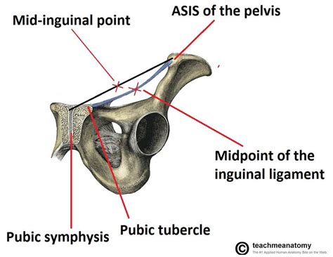 Inguinal Ligament Anatomy Muscles Of The Groin
