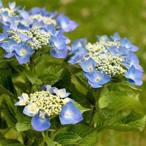 Hydrangea Teller Blue Mophead Hydrangea Gardeners Dream