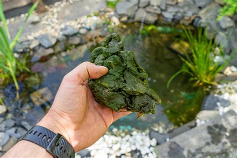 Algae Control Methods For Keeping Your Pond Beautiful