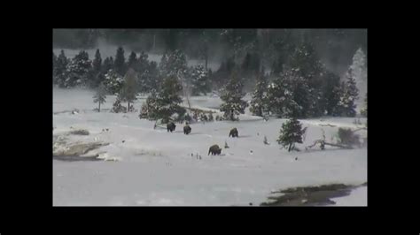 Bigfoot Sasquatch Hunting Bison At Yellowstone National Park Enhanced