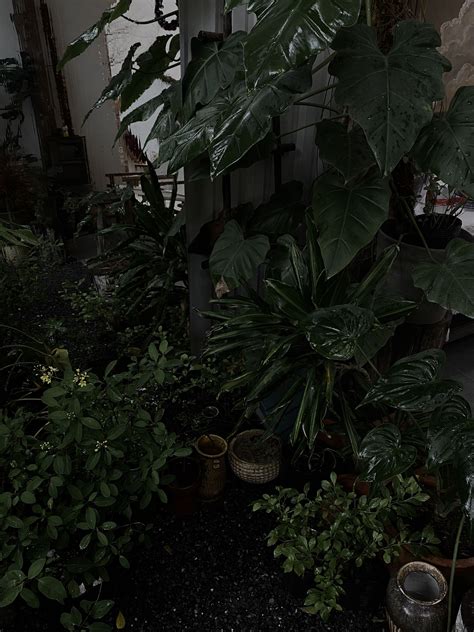 Dark Green Aesthetic Potted Plants In The House Dark Green Earthy