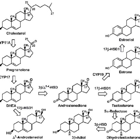 Structures Of Adrenal And Sex Steroids The A Ring Of Estradiol Has A