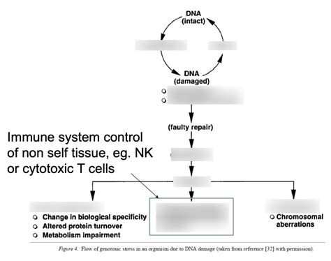 Diagram Of Lecture 5 Genotoxic Stress Diagram Quizlet