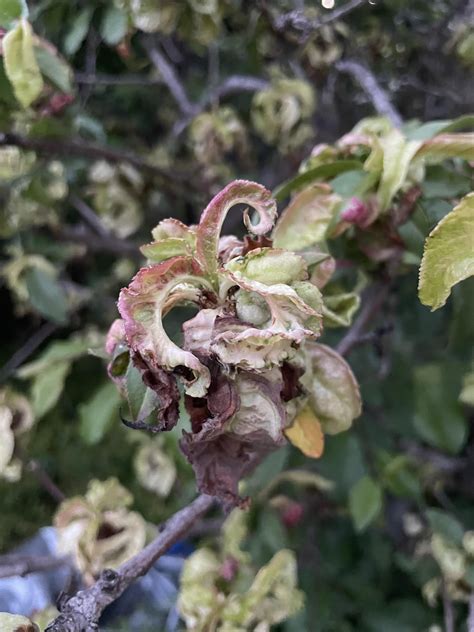 Peach Tree Leaves Looking Shriveled Up Rtree