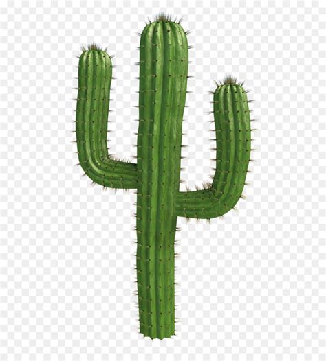 Free Saguaro National Park Cactaceae Desert Clip Art Cactus Nohat Cc