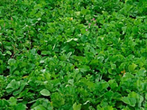 Fodder Radish Rm Welch And Son