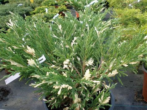 Можжевельник горизонтальный Андорра Вариегата (Juniperus horizontalis ...