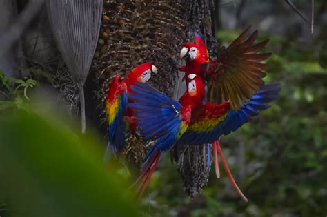 Costa Rica Wildlife Serenity In 4k Ultra Hd Gkaaln