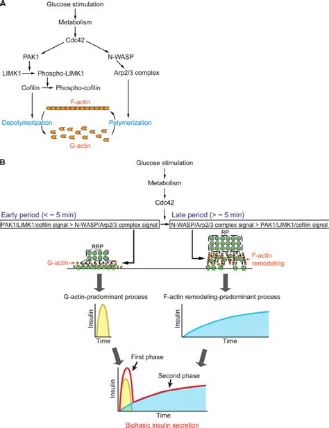 Model For The Relationship Between Actin Dynamics And Biphasic Insulin