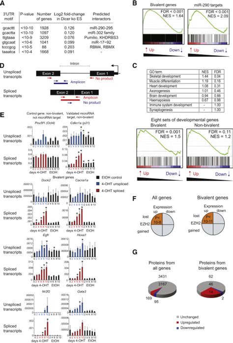 Accumulation Of Spliced And Unspliced Transcripts And Proteins From
