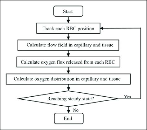 Flow Chart For The Computation Of Oxygen Distribution In Tissue