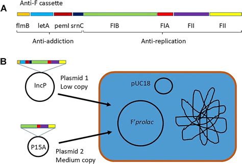 Key Genetic Code Identified For ‘displacing Bacterial Antibiotic