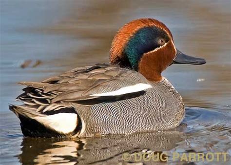 Bird Records Birds Of The Fill Seen Since 1895 Constance Sidles
