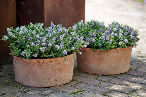 Hebe Outstanding Plants