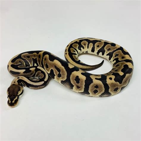 Lori Leopard Ball Python Female 2022f01 Female By Bhb Reptiles