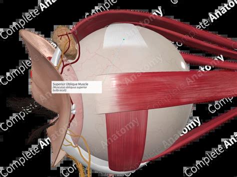 Superior Oblique Muscle Complete Anatomy