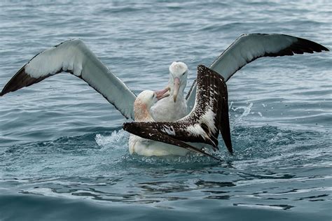Albatross Compared To Human 24 Largest Flying Birds By Wingspan