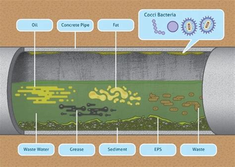 Full Article Influence Of Physical Biological Cohesions Oil And