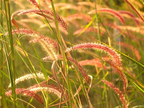 Grassland Evening Field Sunset 4k Wildflower Lake District