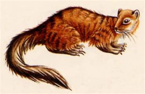 The Evolution Of Leopards Timeline Timetoast Timelines