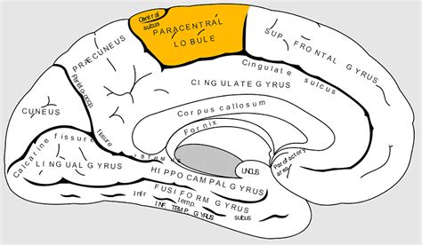 Paracentral Lobule Precentral Gyrus Anterior Cingulate Cortex