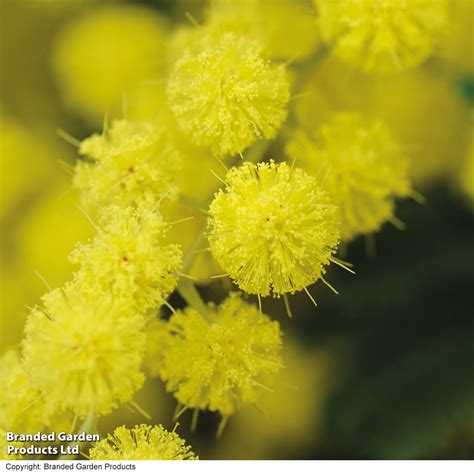 Acacia Dealbata Suttons