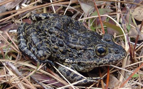 Mississippi Gopher Frog Facts And Pictures