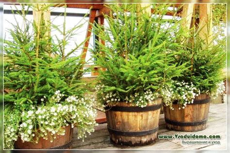 Выбираем и покупаем Новогоднюю ель в горшке - уход и последующая ...