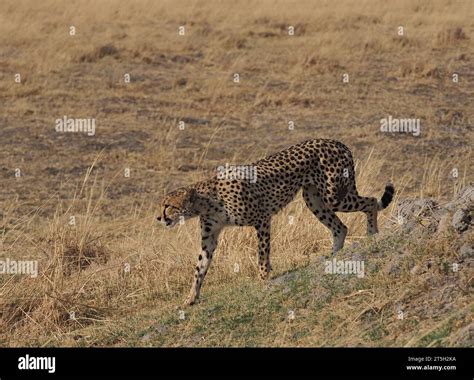 This Mother Cheetah Had Raised 5 Cubs In An Area Of The Okavango Delta