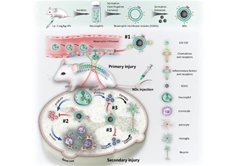 李俊教授团队研究成果提出应对继发性脊髓损伤新策略