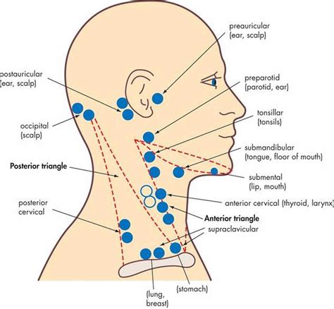 Types Of Neck Lymph Nodes At Charlotte Adams Blog