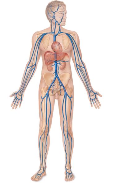 Bio 269 Lab 8 Key Terms And Definitions For German Anatomy Flashcards Quizlet
